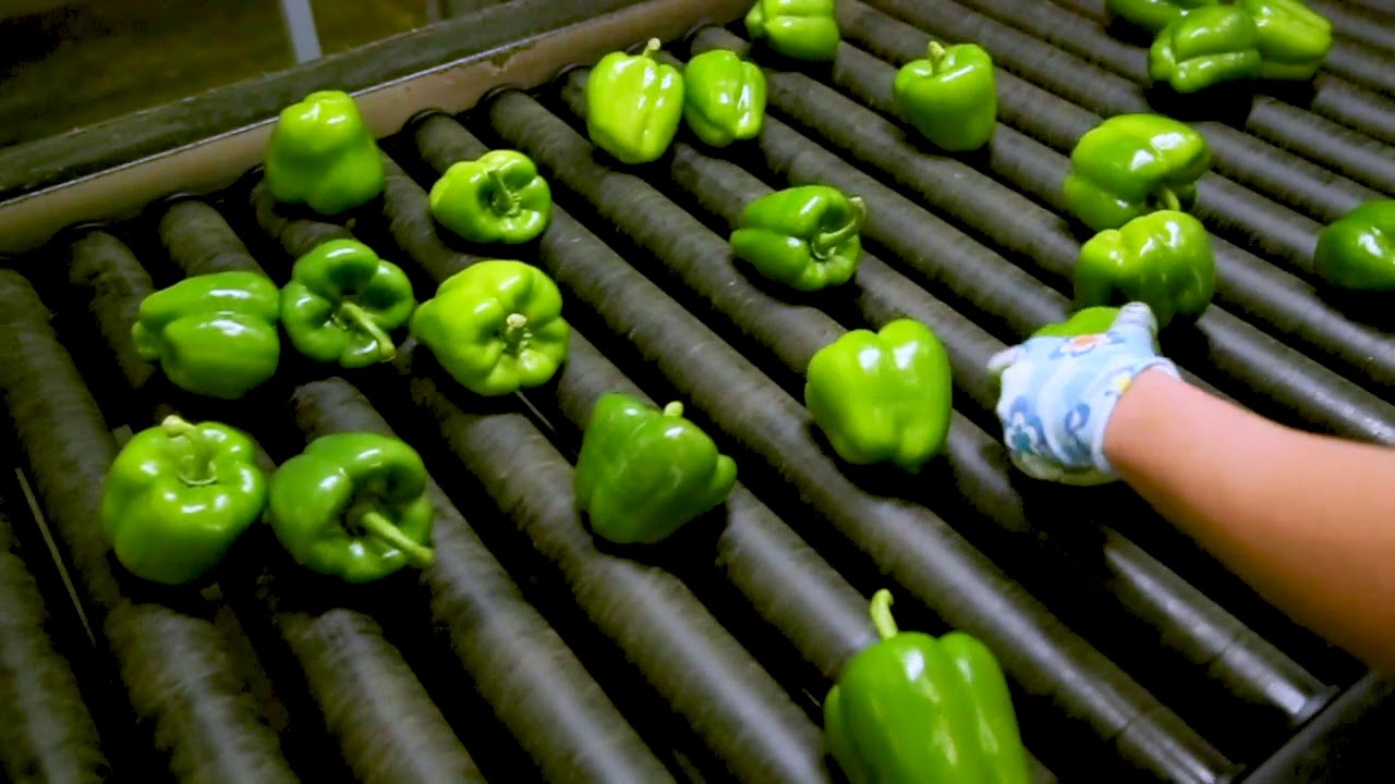 Highly Efficient Pepper Sorting and Packaging Line Available for Sale ...